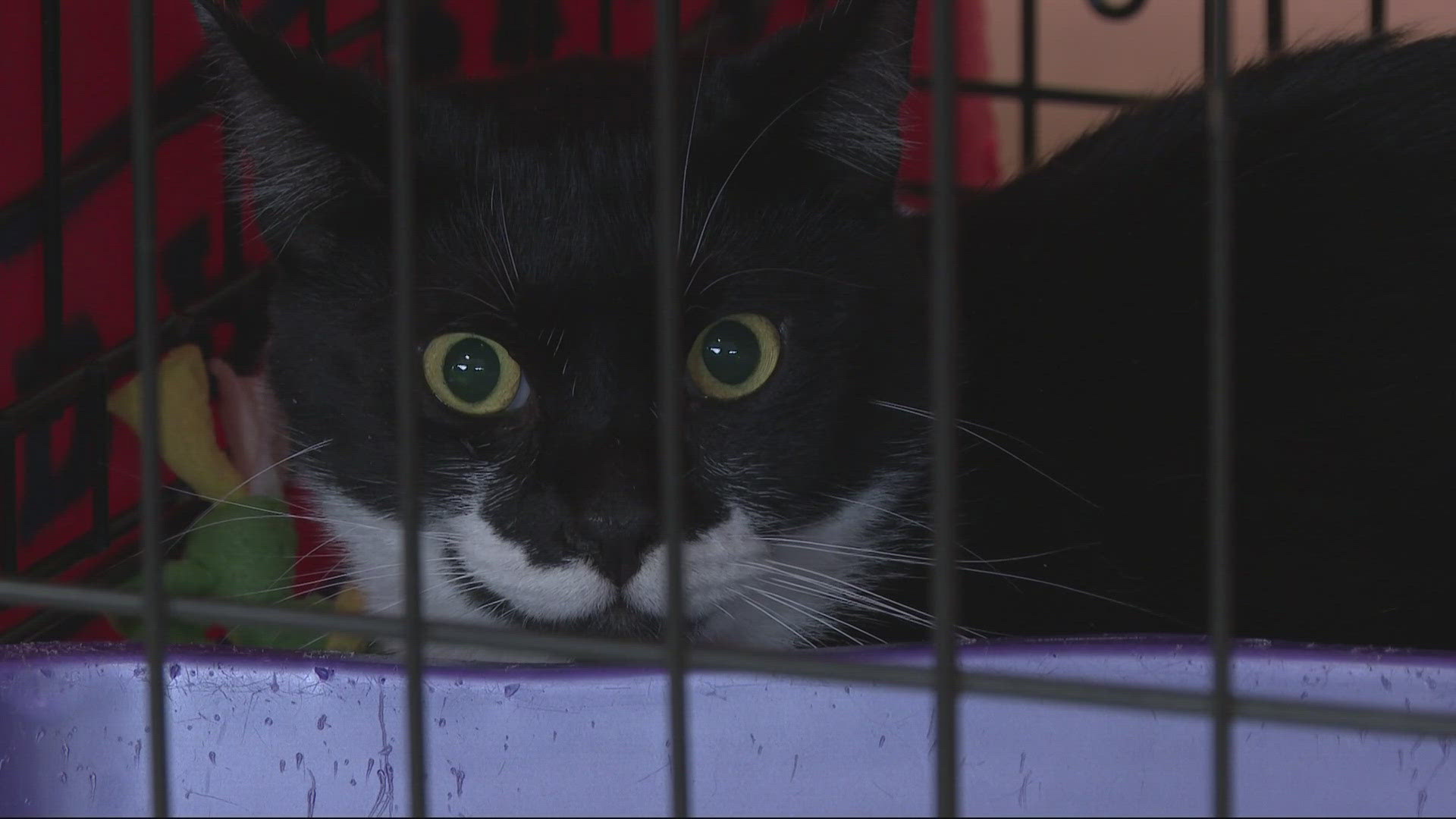 Humane Society for Southwest Washington waiving adoption fees this ...