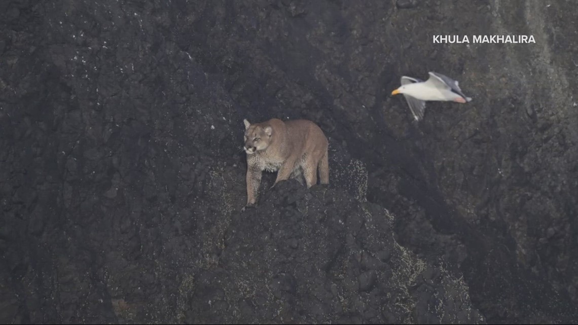 Cougar spotted on Haystack Rock leads to Cannon Beach closure | kgw.com