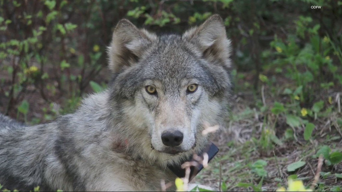 Reward for information on 3 dead gray wolves in Oregon | kgw.com