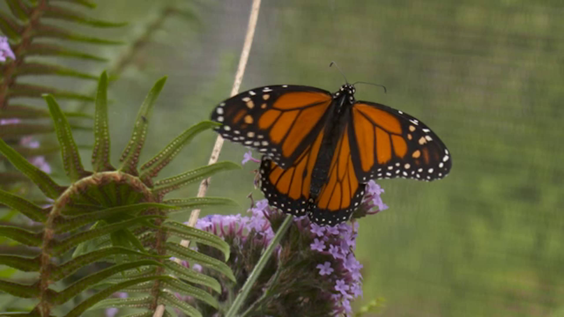 Grant's Getaways: A Butterfly Playground | kgw.com