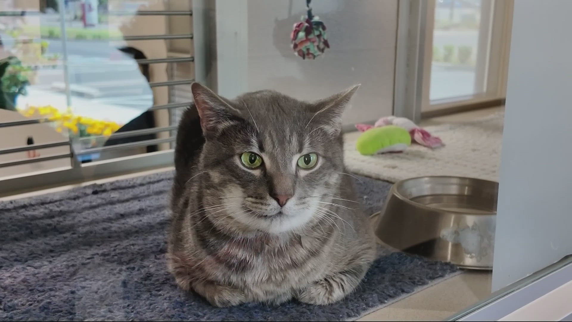 Oregon Humane Society cuts fees for adult pet adoptions in Portland ...