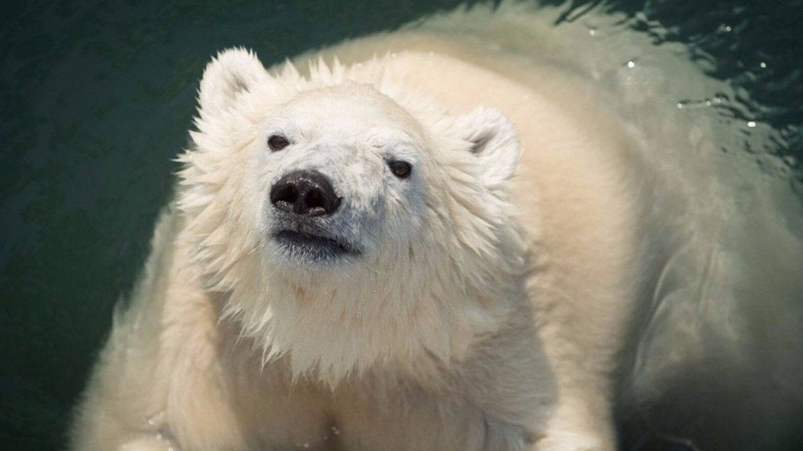 Oregon Zoo-bound polar bear Nora draws big crowd in final Ohio zoo appearance | kgw.com