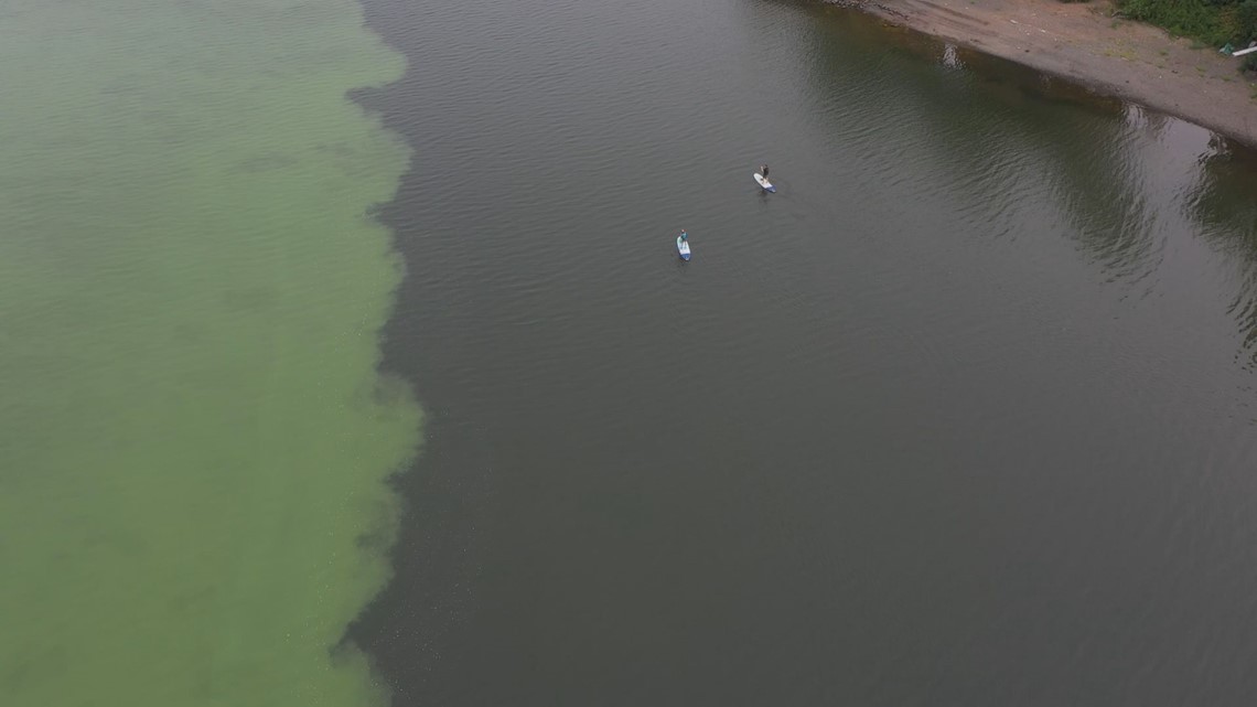 Toxic algae in Willamette River harmful for dogs | kgw.com