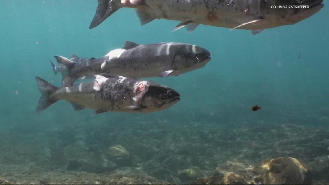 Dams must lower water temperature to help sick and dying salmon | kgw.com