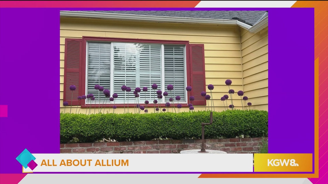 All about Allium with Garden Gal Anne Jaeger | kgw.com