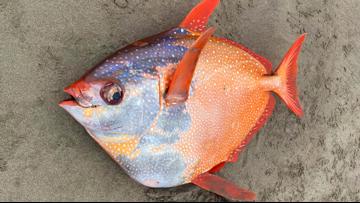 Opah, fish rare to Oregon Coast, found on Sunset Beach | kgw.com