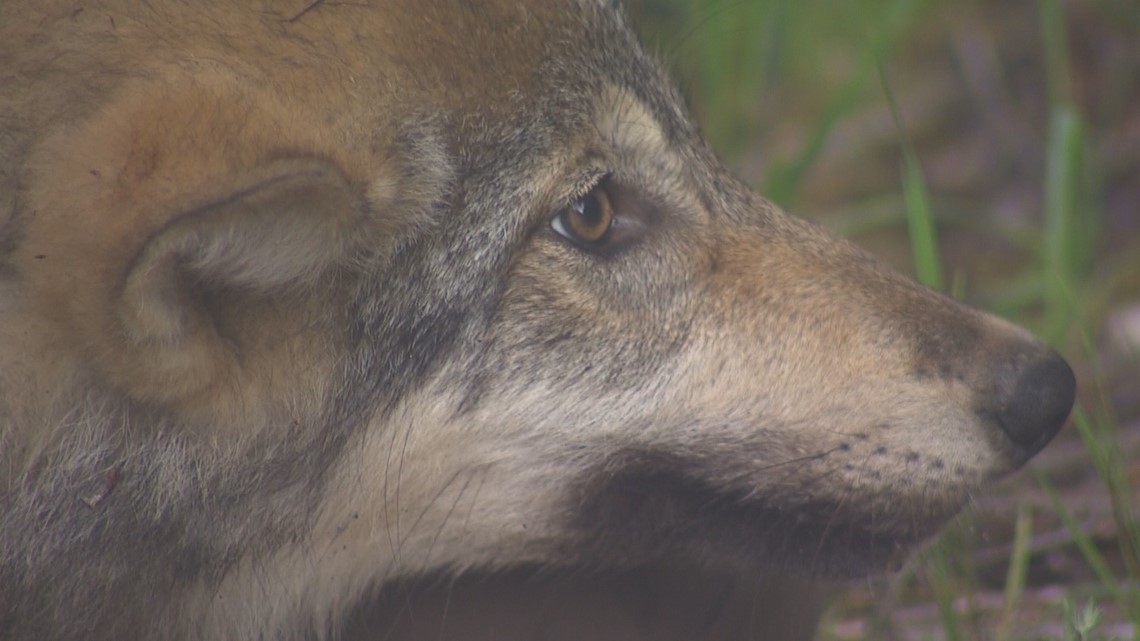 Oregon rancher approved to kill 2 wolves; advocates alarmed | kgw.com