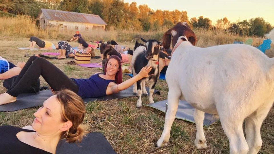 Oregon goat yoga classes draw international attention | kgw.com