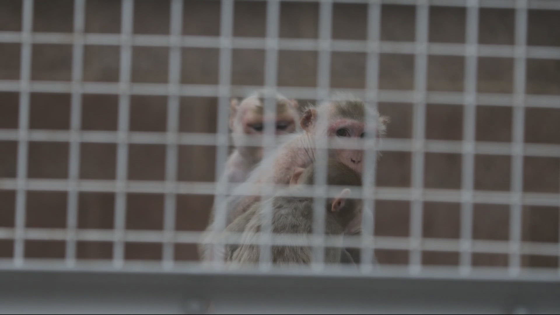 Oregon primate research center could eventually become sanctuary after ...
