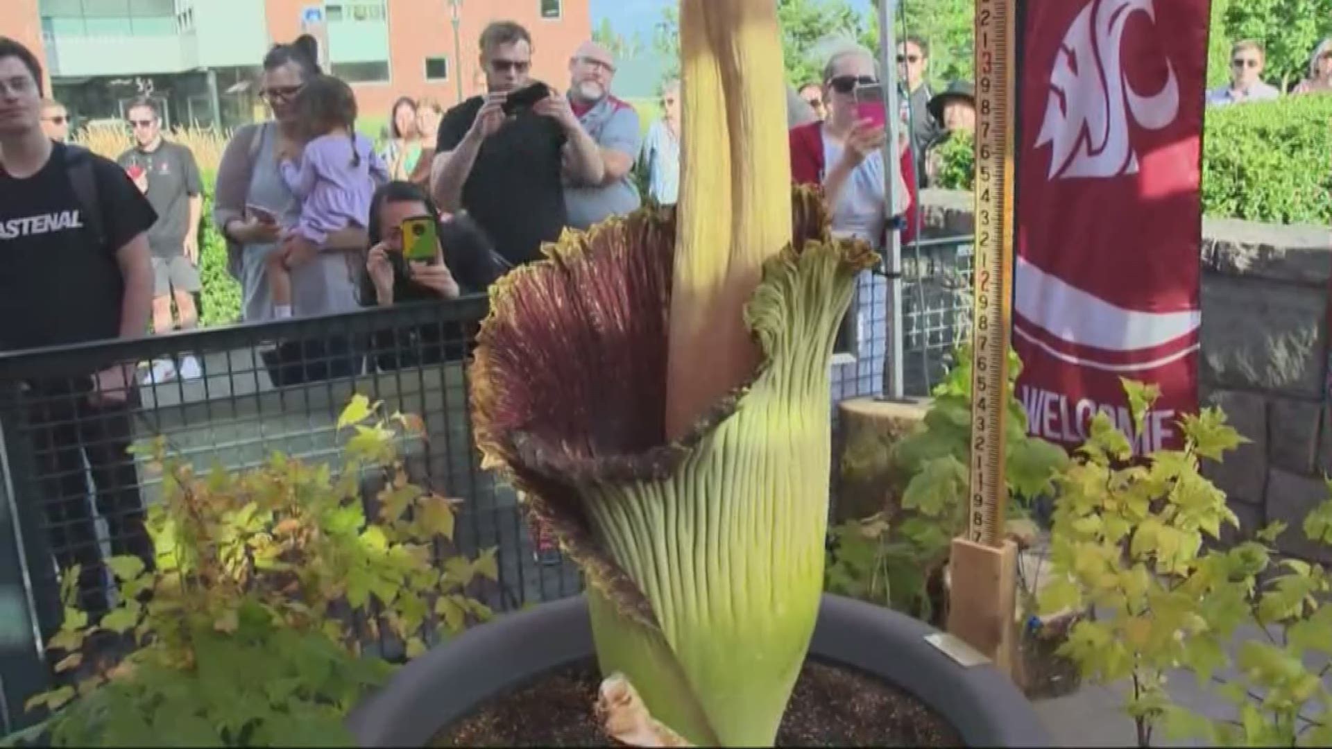 Corpse flower inside look | kgw.com