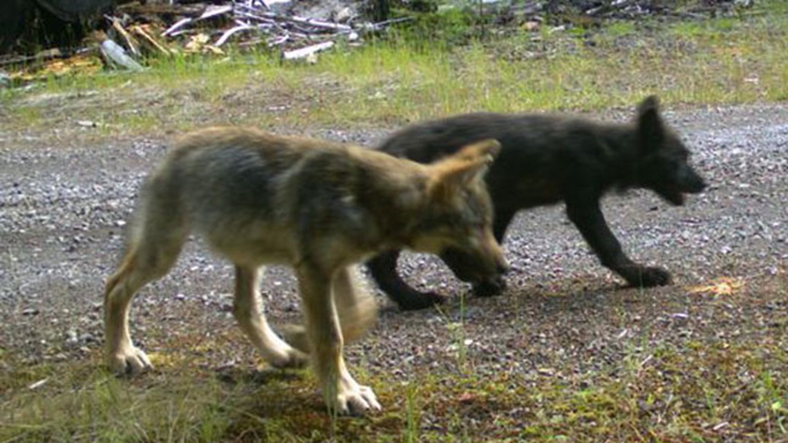 New group of wolves living in southern Oregon Cascades | kgw.com