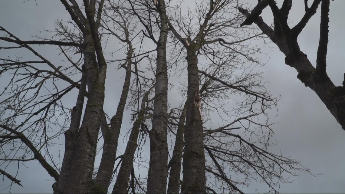 Arborists warn of 'Zombie trees' | kgw.com