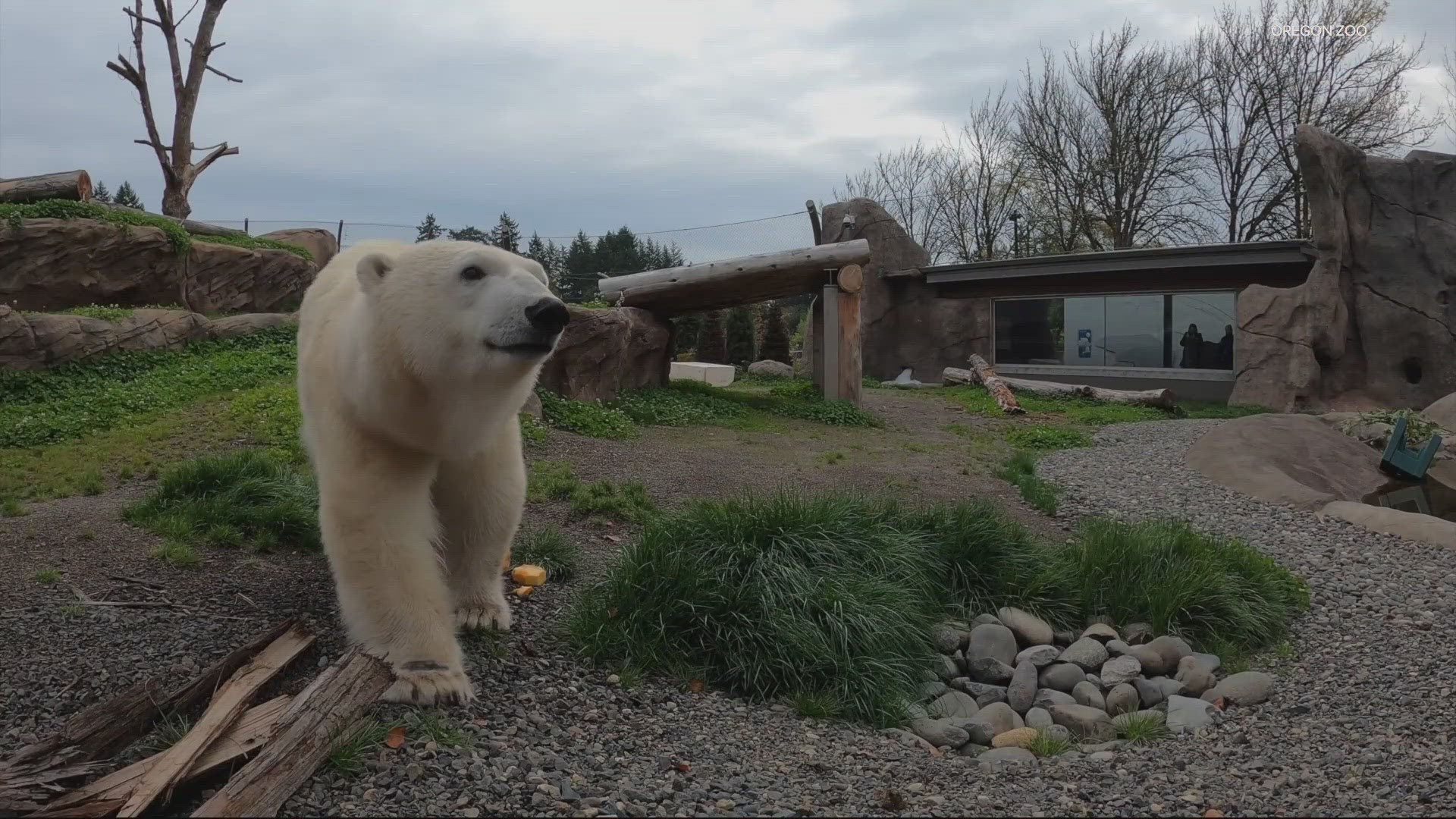 Oregon Zoo says goodbye to Nora the polar bear this fall | kgw.com