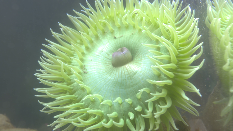 Grant's Getaways: Oregon Marine Life Center | kgw.com