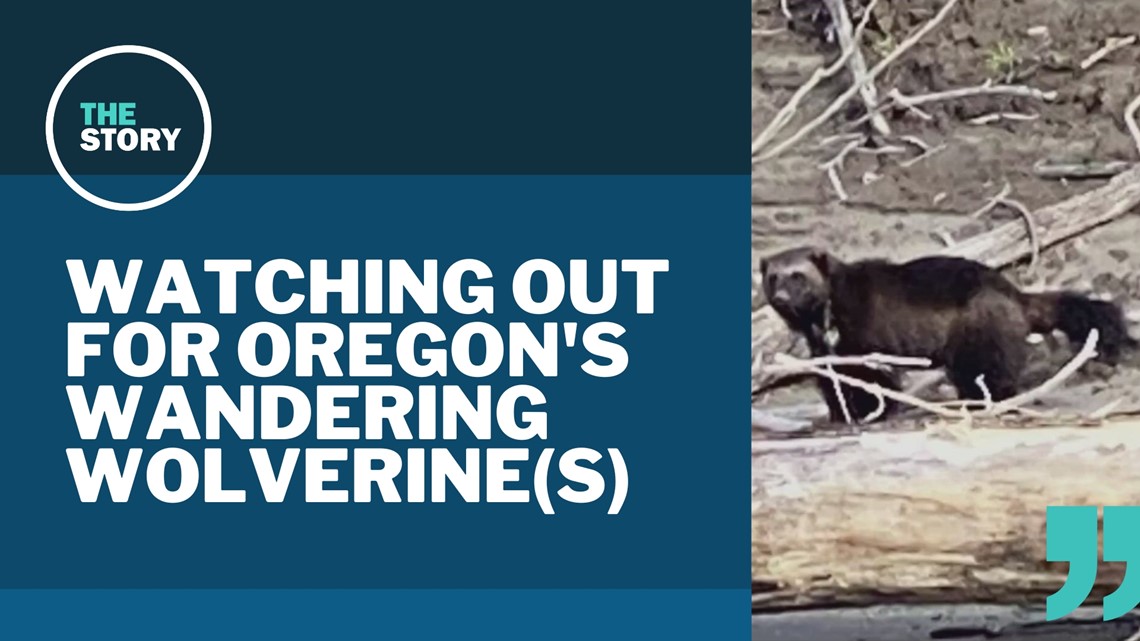 Tracking the sightings of a rare wolverine in western Oregon | kgw.com