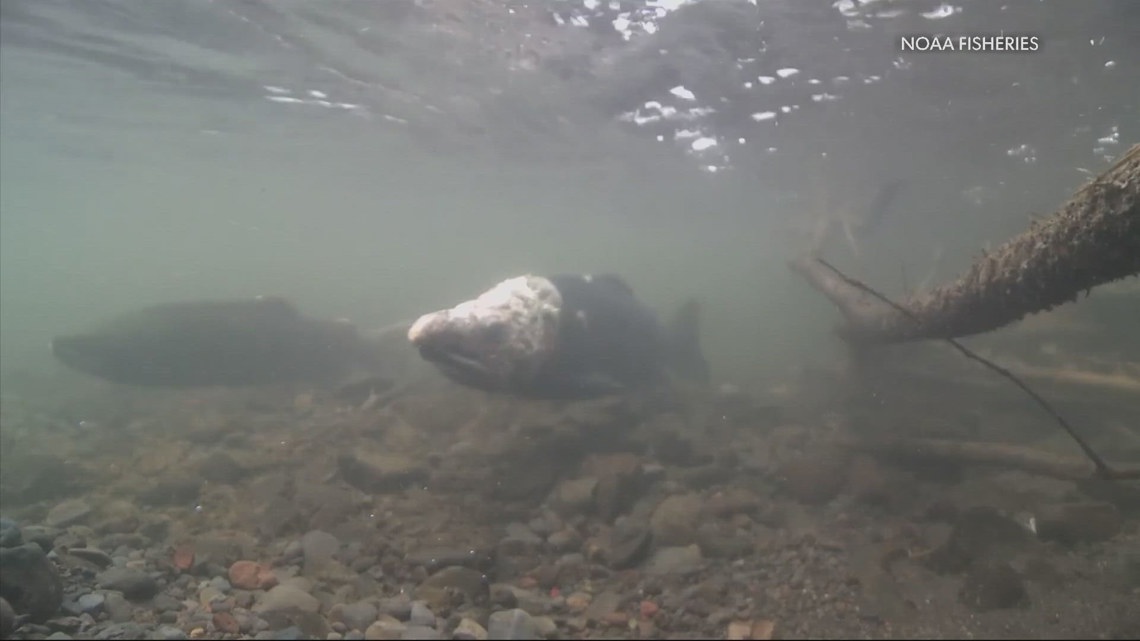 Federal judge orders new salmon protections after Trump reversal of ...