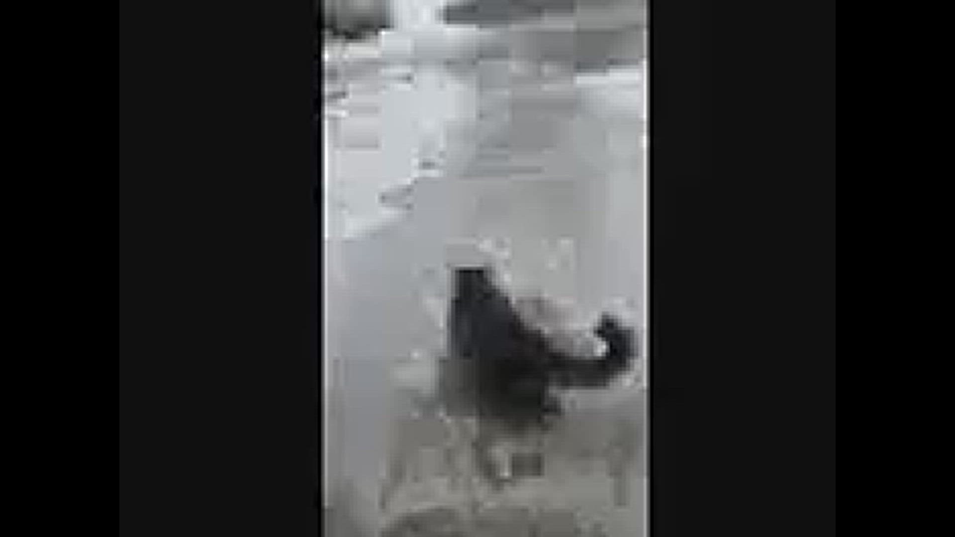 Cat sliding on ice | kgw.com