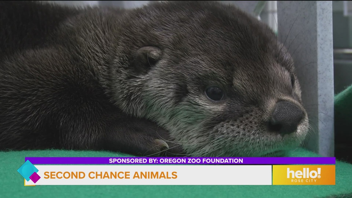 Second chance animals at the Oregon Zoo | kgw.com