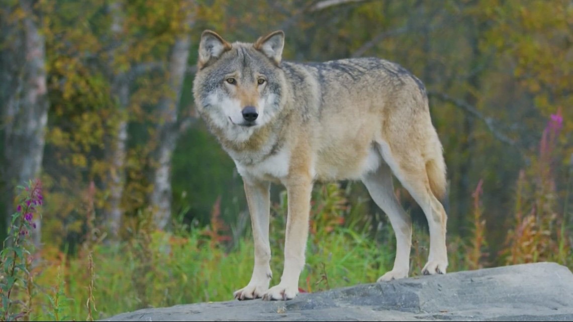 Oregon’s wolf populations remained stable in 2023, reports says | kgw.com