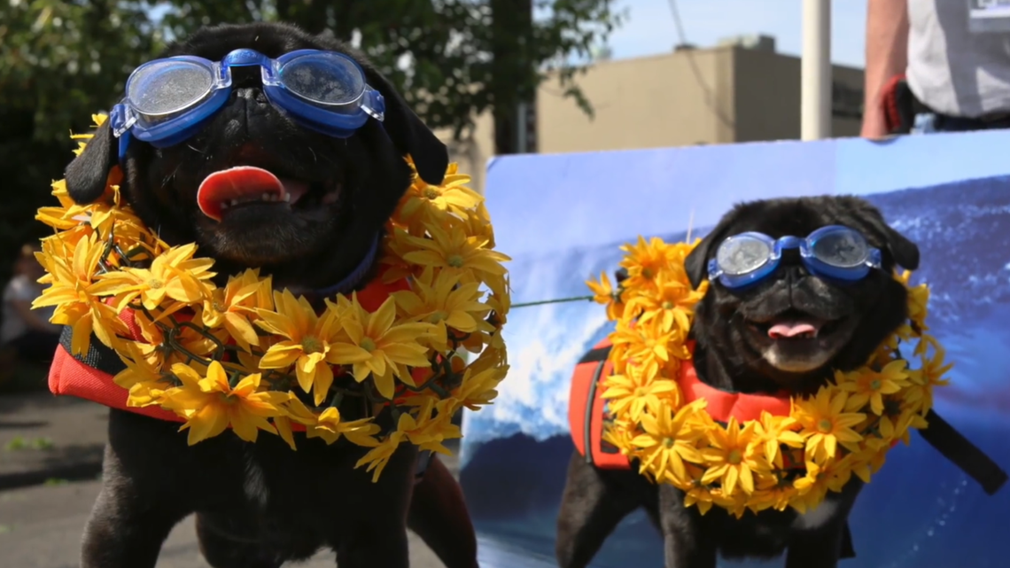 Oregon Humane Society hosts virtual Pug Crawl | kgw.com