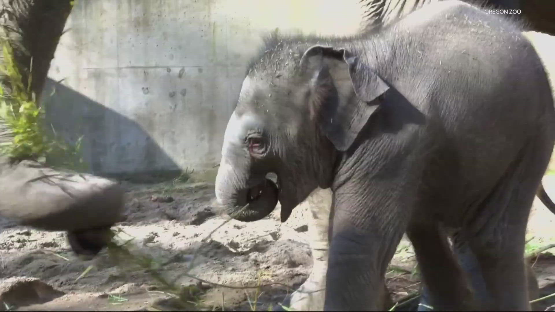 Oregon Zoo baby elephant Tula-Tu has first outdoor adventure with mom ...