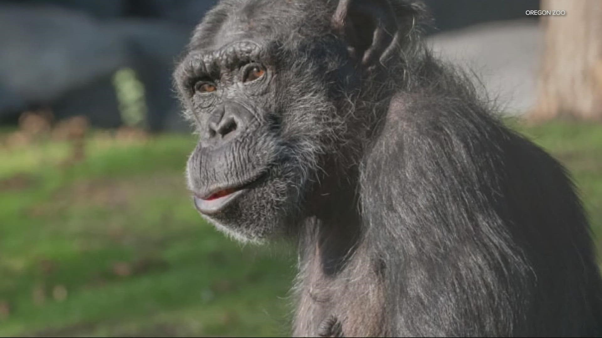 Oregon Zoo mourns loss of Leah, chimp who bonded with Jane Goodall ...