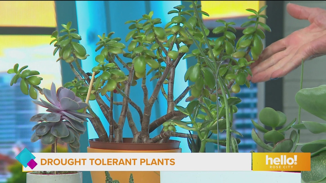 Garden Gal Anne Jaeger talks succulents | kgw.com