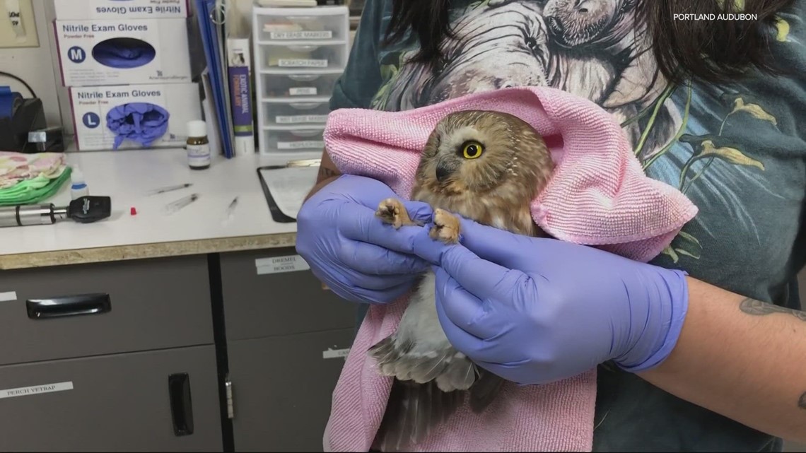 Explore trails, see rescued wildlife at Portland Audubon Wildlife ...