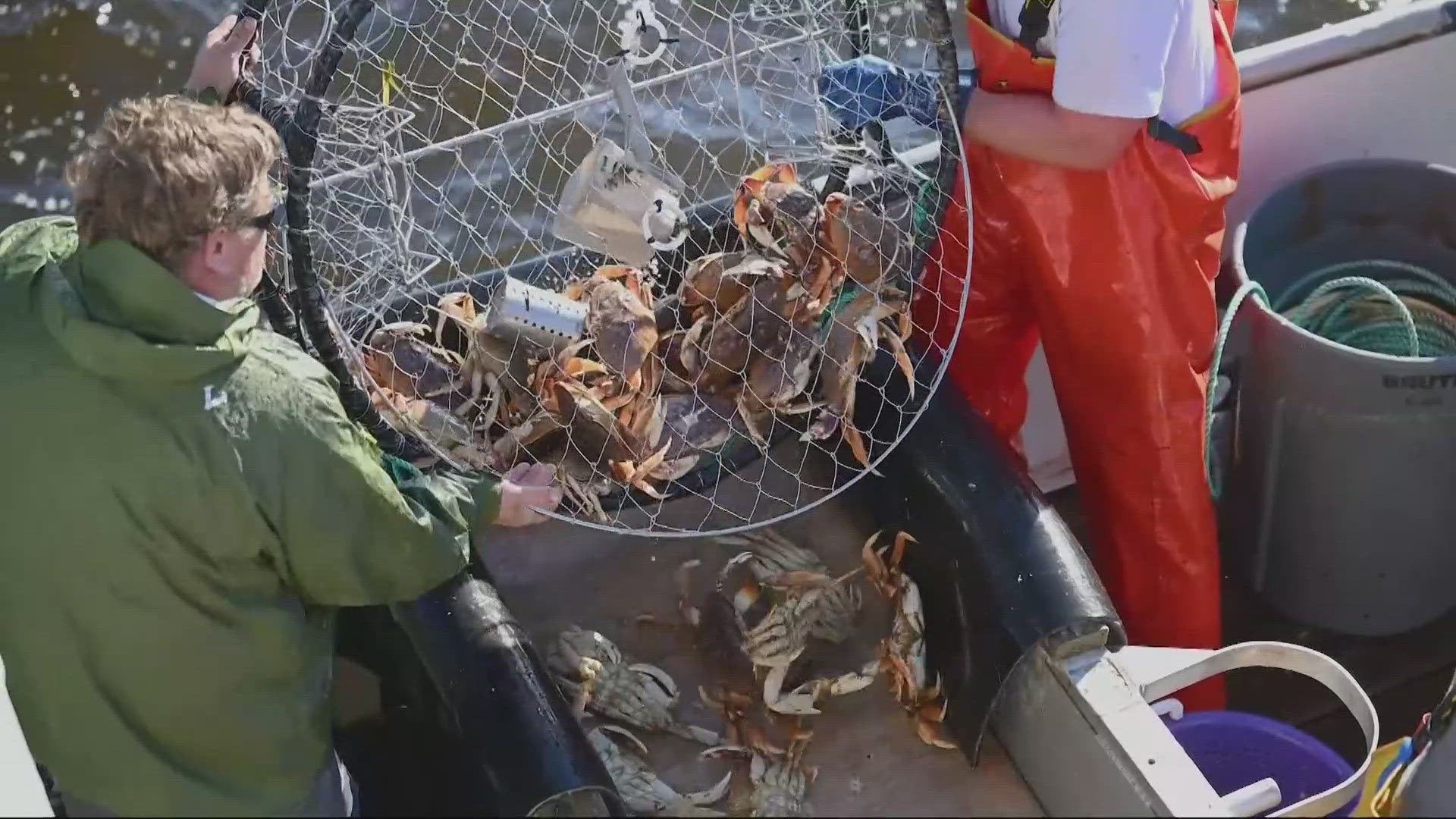 What's behind Oregon's $68M a year Dungeness crab industry | kgw.com