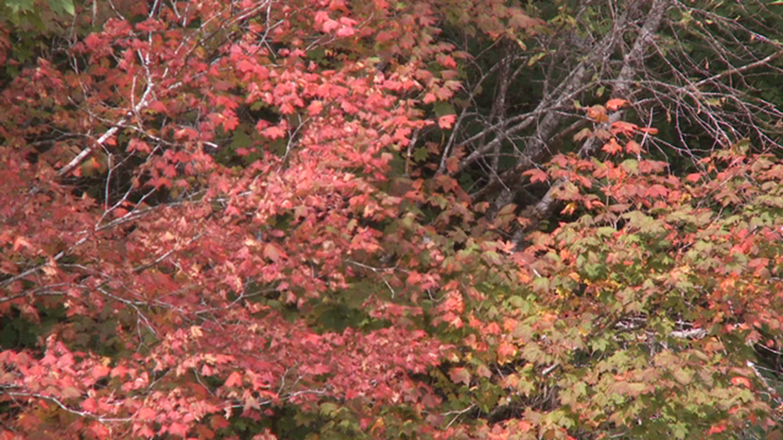 Grant's Getaways: Aufderheide Scenic Byway | kgw.com