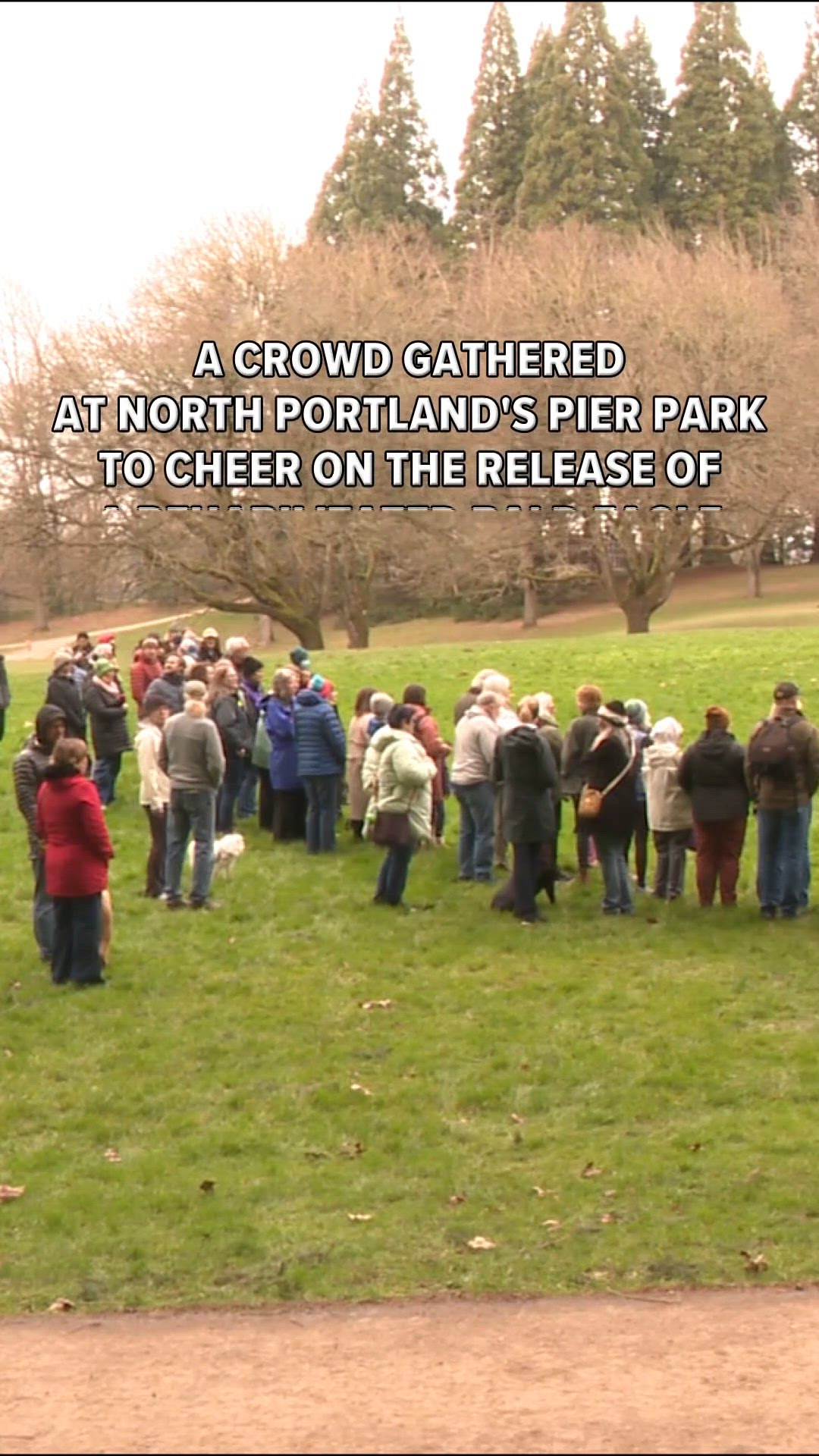 Rehabilitated bald eagle takes flight back into the wild after ...
