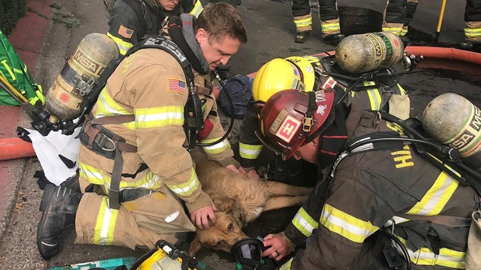 Dog rescued from house fire in Hillsboro | kgw.com