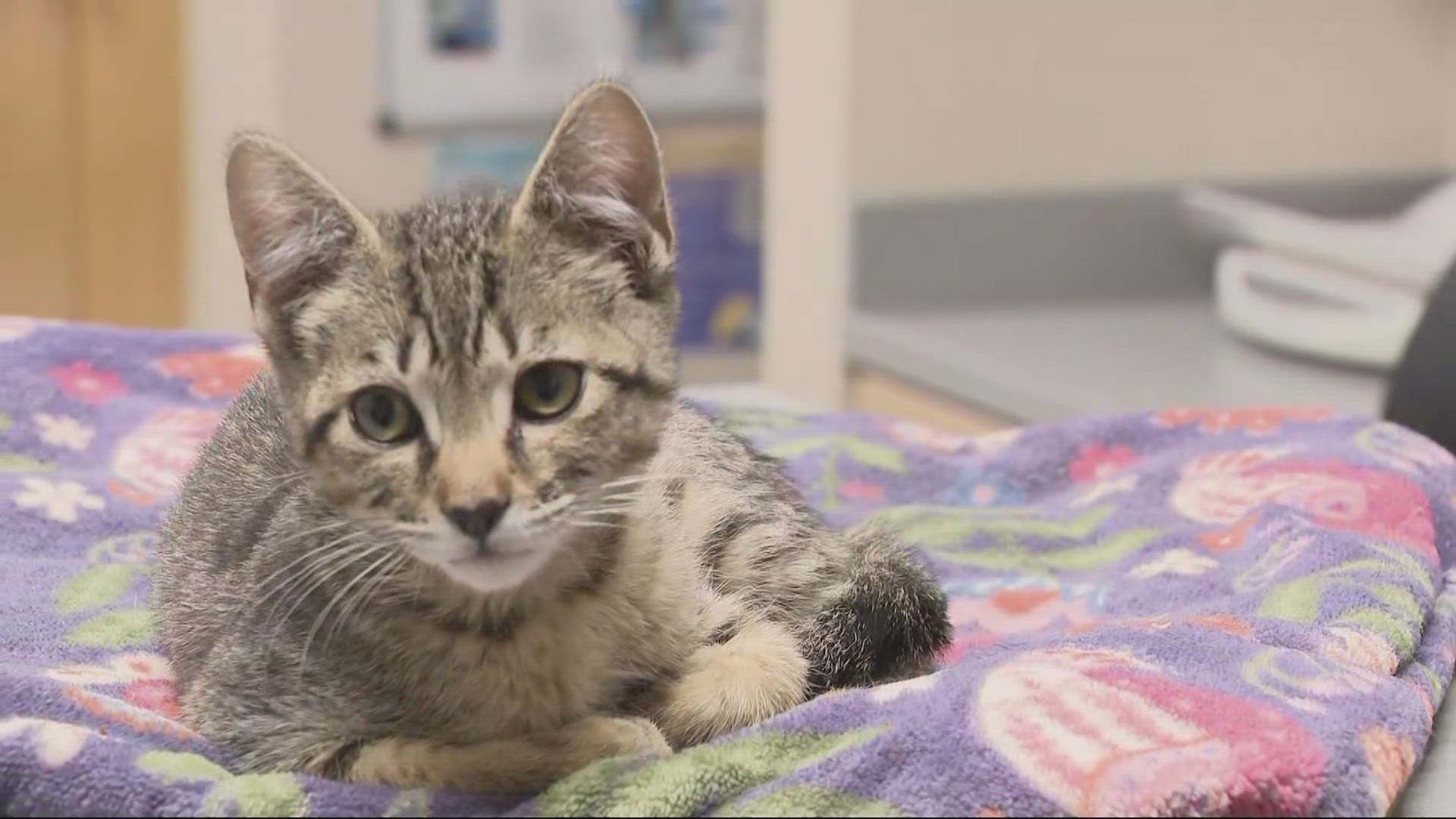Oregon Humane Society expresses great need for adoptions during ...