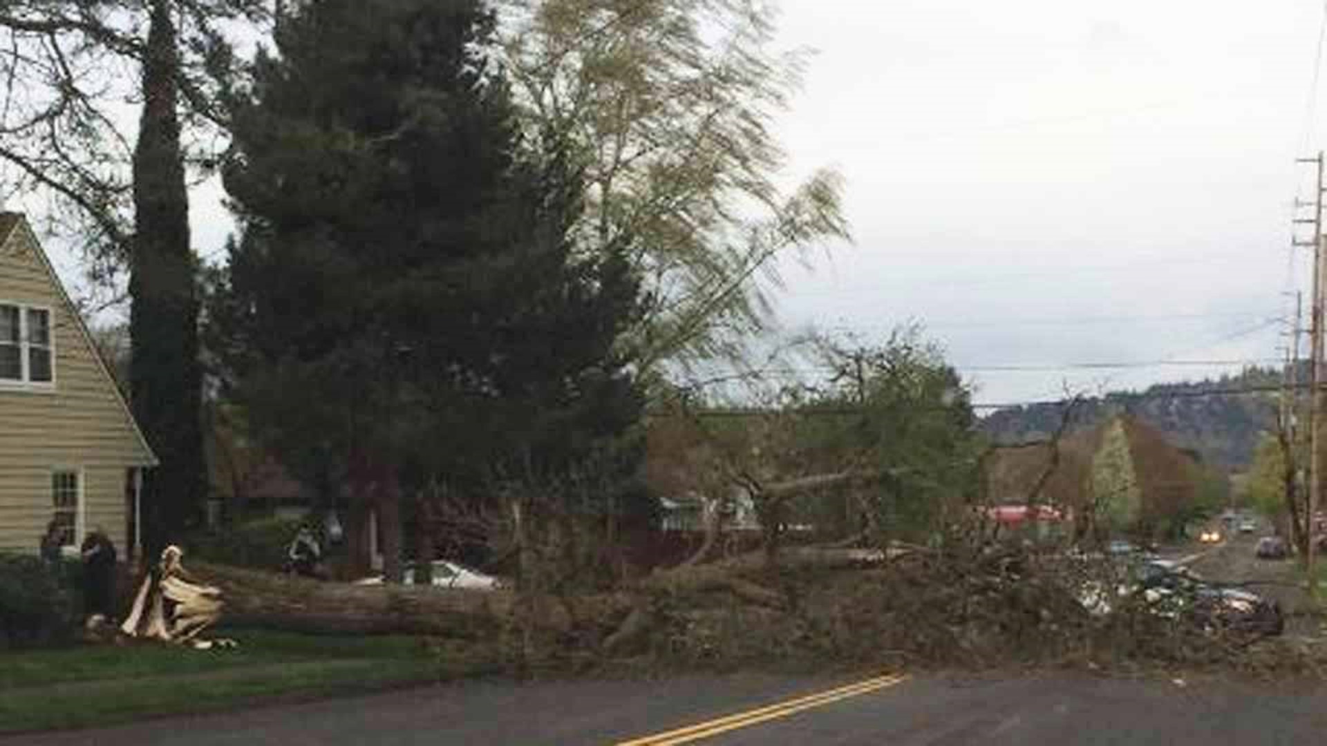 PHOTOS: Wind storm topples trees across Portland region | kgw.com