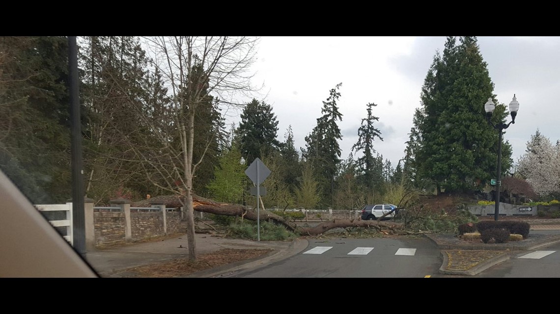 Man dies after being hit by falling tree limb during Friday storm | kgw.com