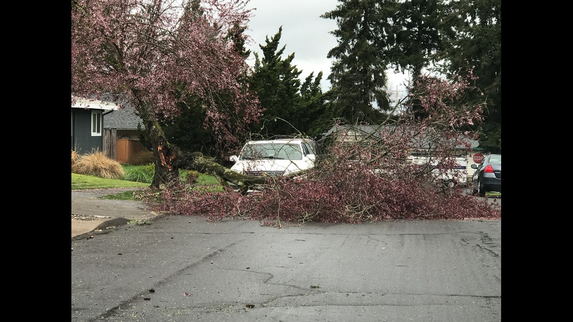 Tips for identifying trees at risk of falling during a storm | kgw.com