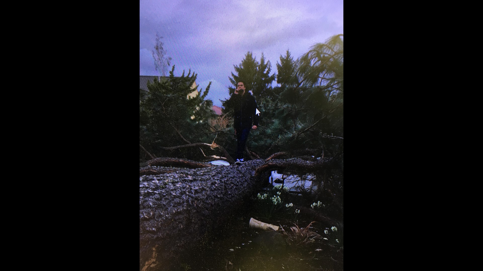 Tips for identifying trees at risk of falling during a storm | kgw.com