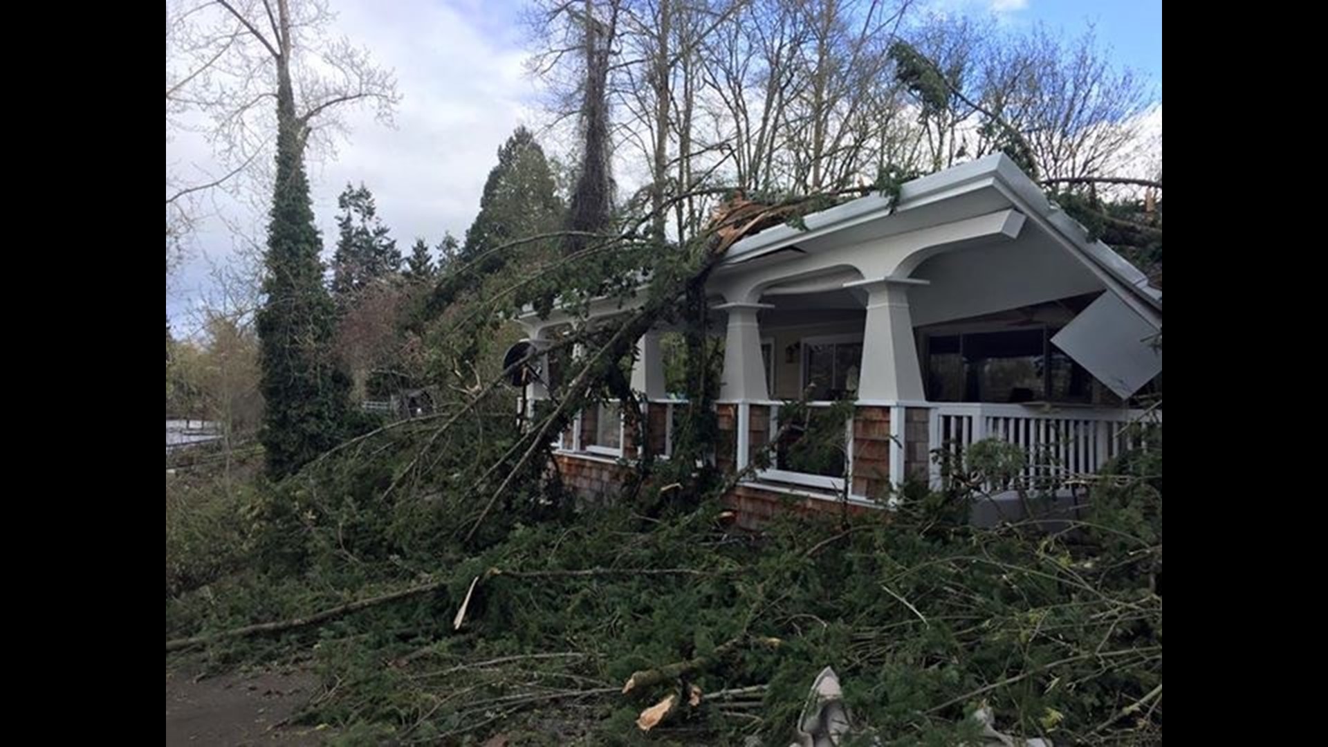 Tips for identifying trees at risk of falling during a storm | kgw.com
