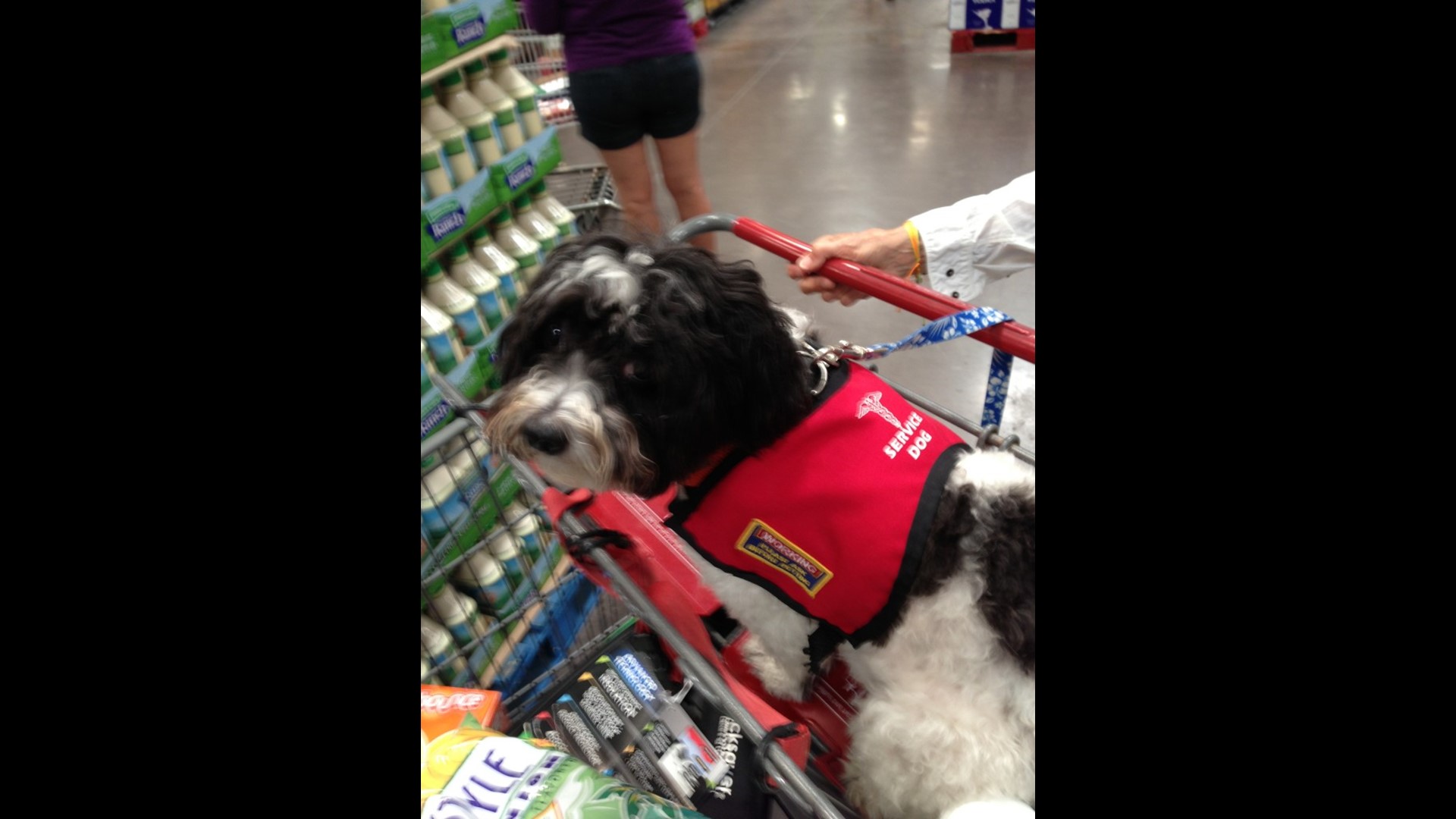 Fake service dogs are becoming a problem | kgw.com