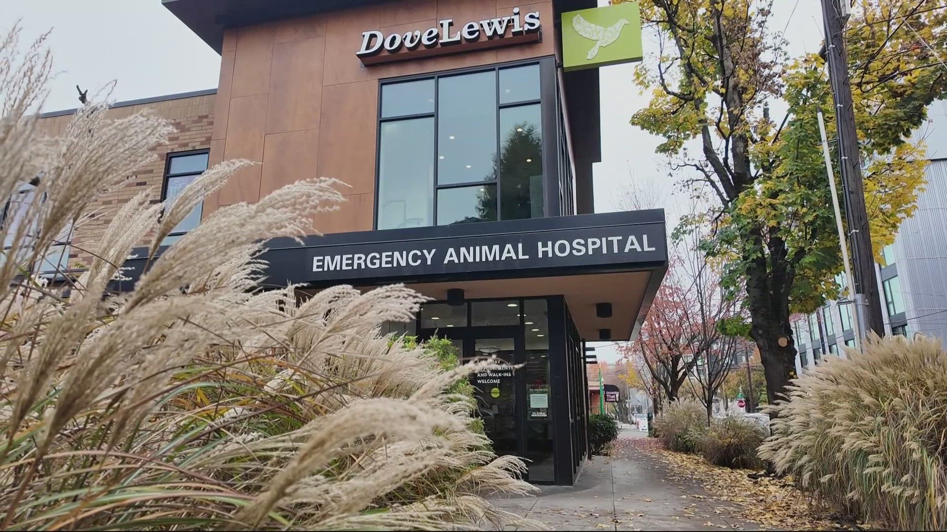 Dove Lewis Animal Hospital receives $3.45M gift to support stray and ...