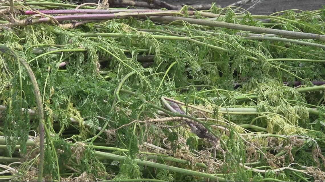 Poisonous hemlock infestation popping up across Northwest | kgw.com