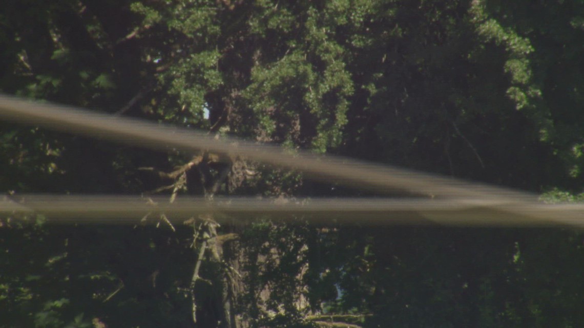 Metro creates fish-friendly logjams in Oregon creeks | kgw.com Metro creates fish-friendly logjams in Oregon creeks | kgw.com