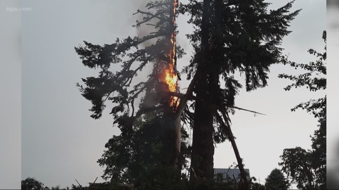 Lightning splits huge tree near town of Monitor | kgw.com