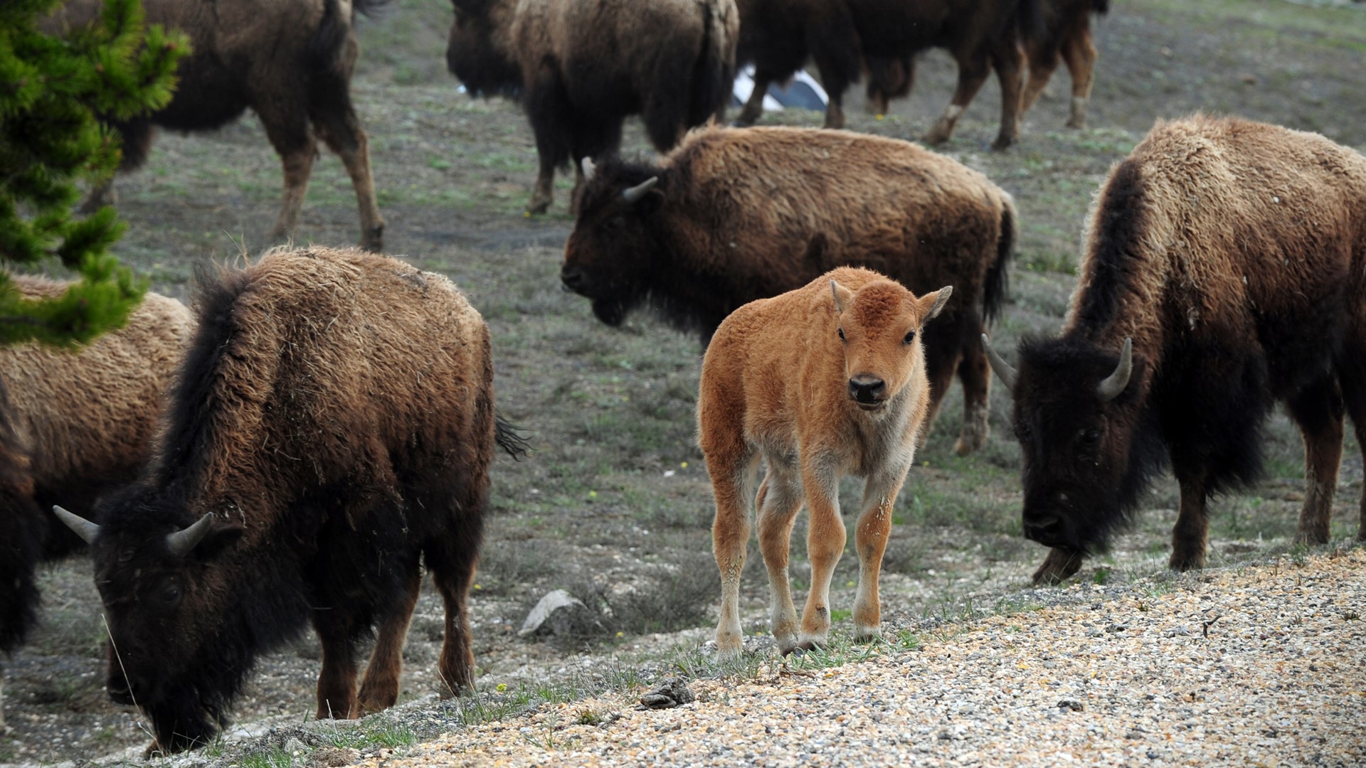 Trapping and slaughter of hundreds of Yellowstone bison begins | kgw.com