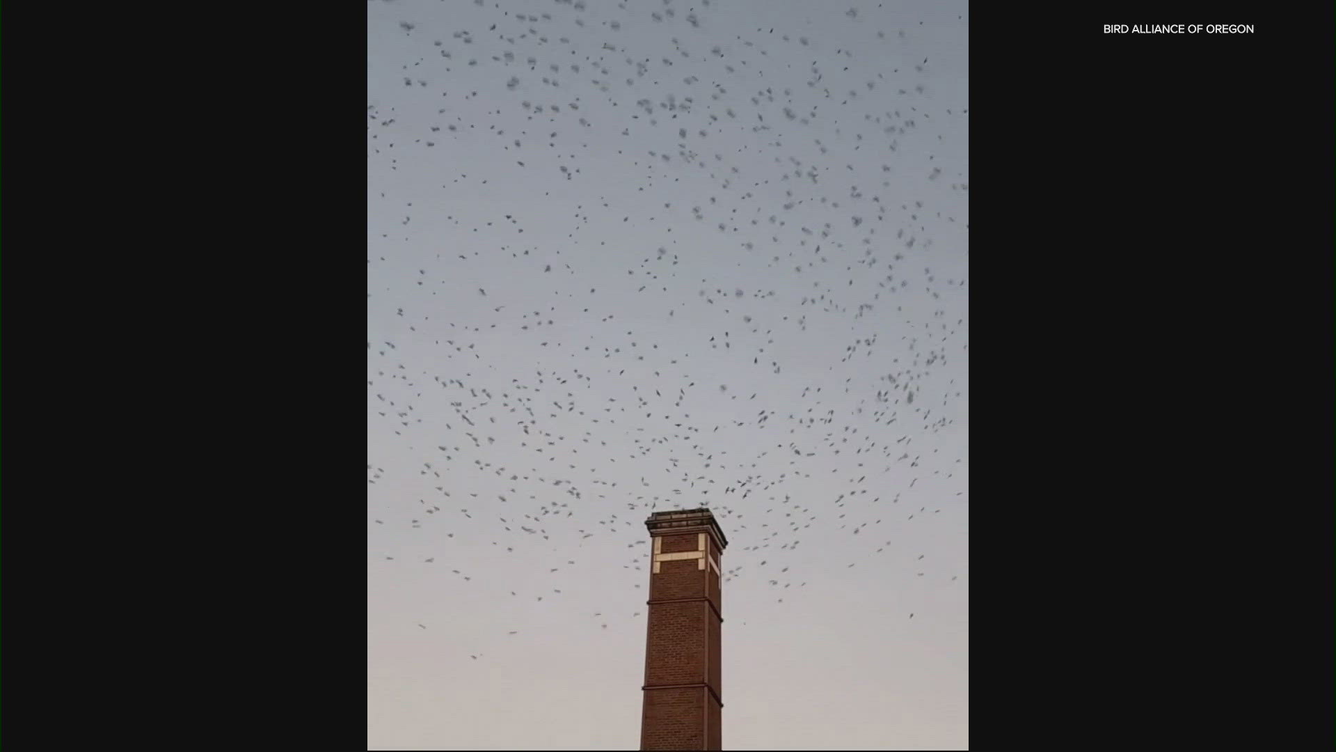 More than 7,000 Vaux's swifts spotted at Southeast Portland elementary ...