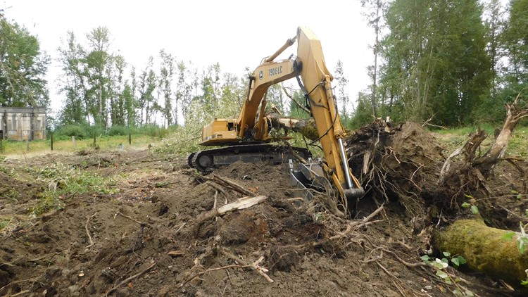 Man crushed by falling tree while excavating near Albany, deputies say ...
