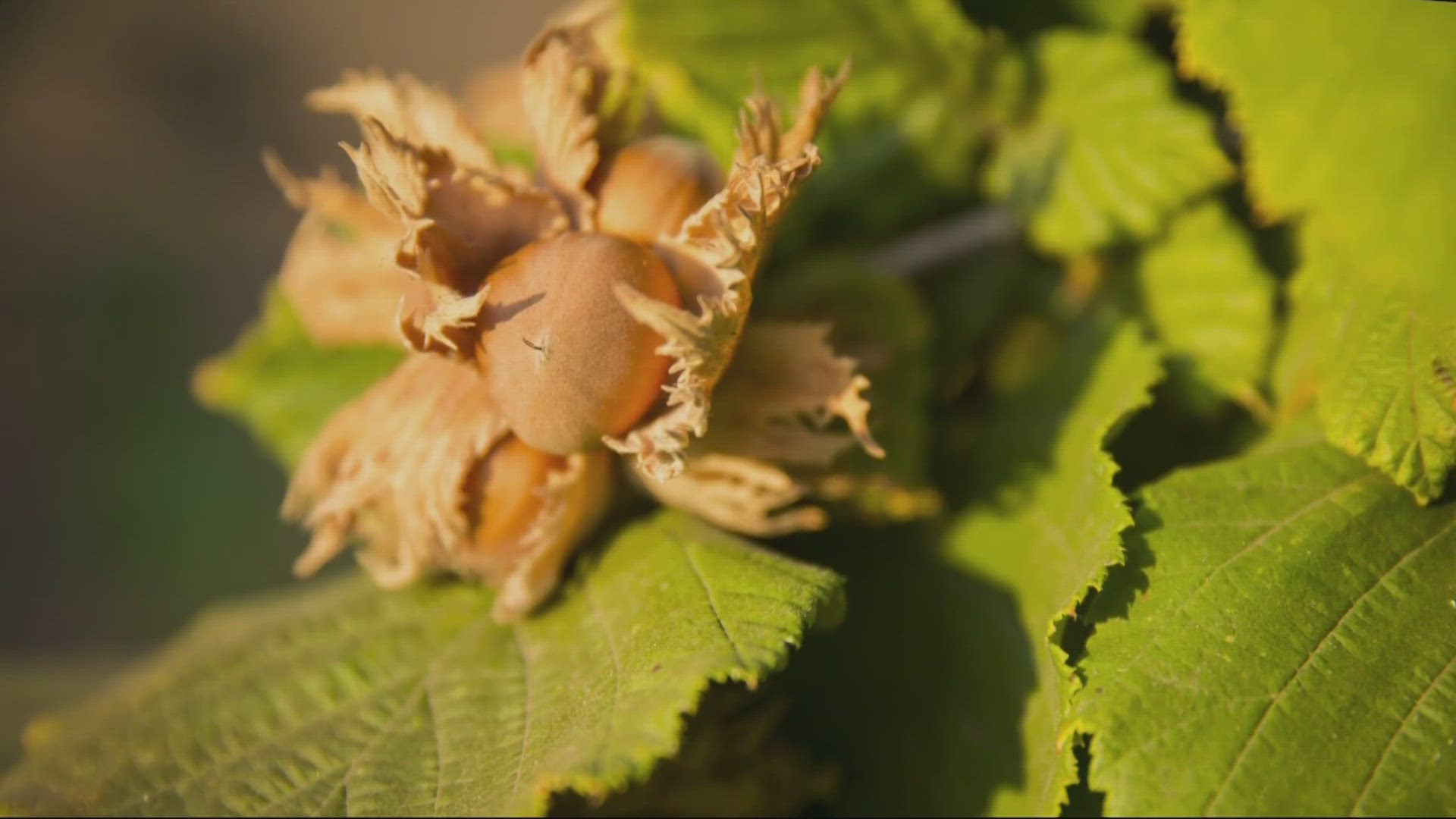 Nearly 100,000 acres of farms put Oregon at the top of the hazelnut ...