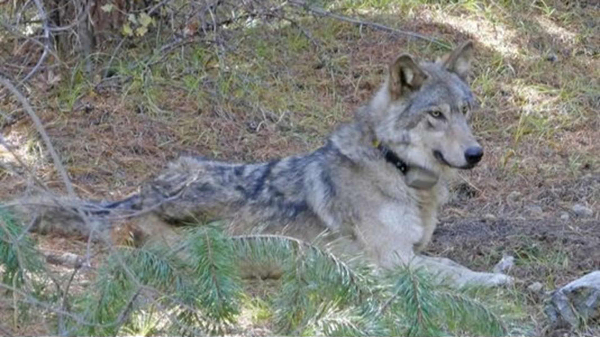 Wolf population flounders in Oregon after poaching, car crashes | kgw.com