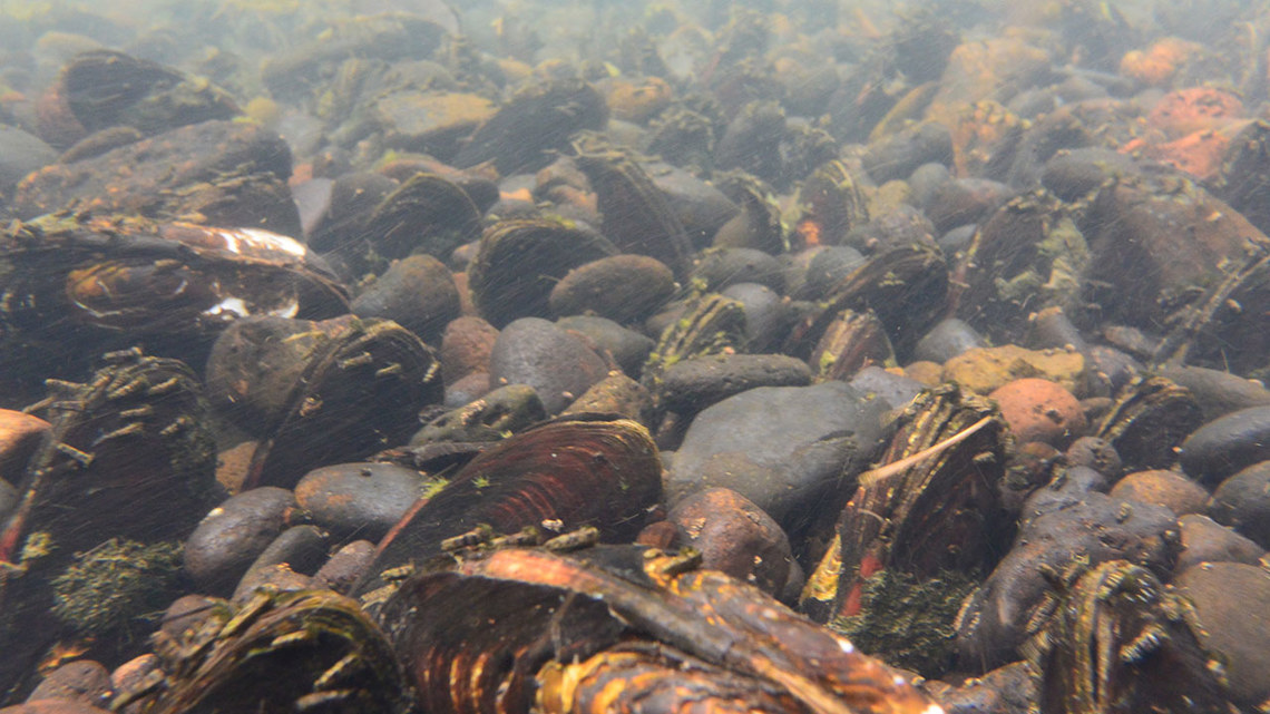 Shellfish biotoxins affect entire Oregon Coast | kgw.com