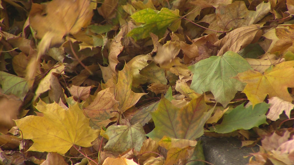 Leaf Day begins: When leaves will be picked up in your neighborhood ...